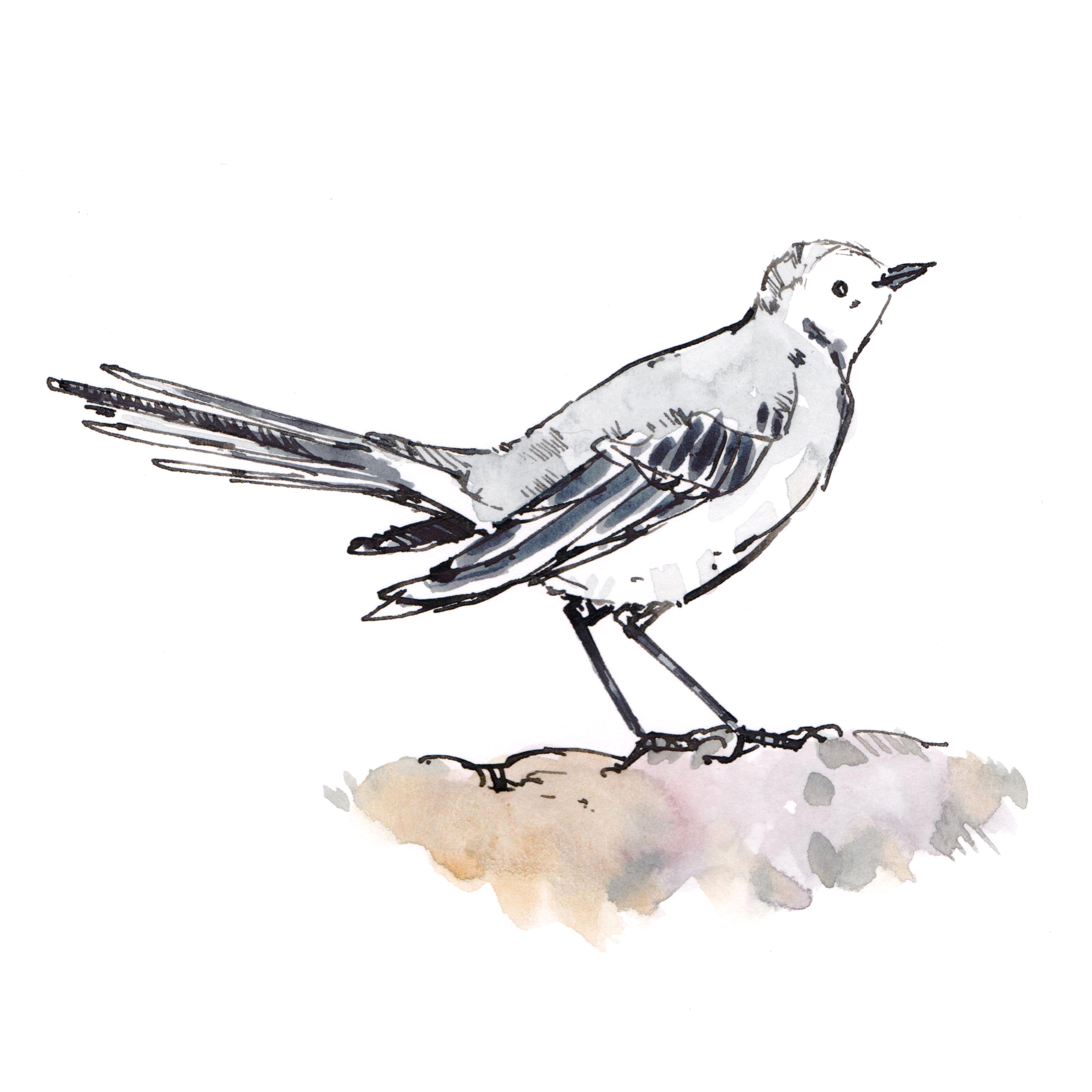 Drawing birds – Iain Welch Art and Design