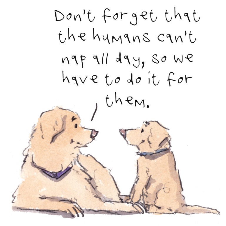Dog Wisdom – Iain Welch Art and Design